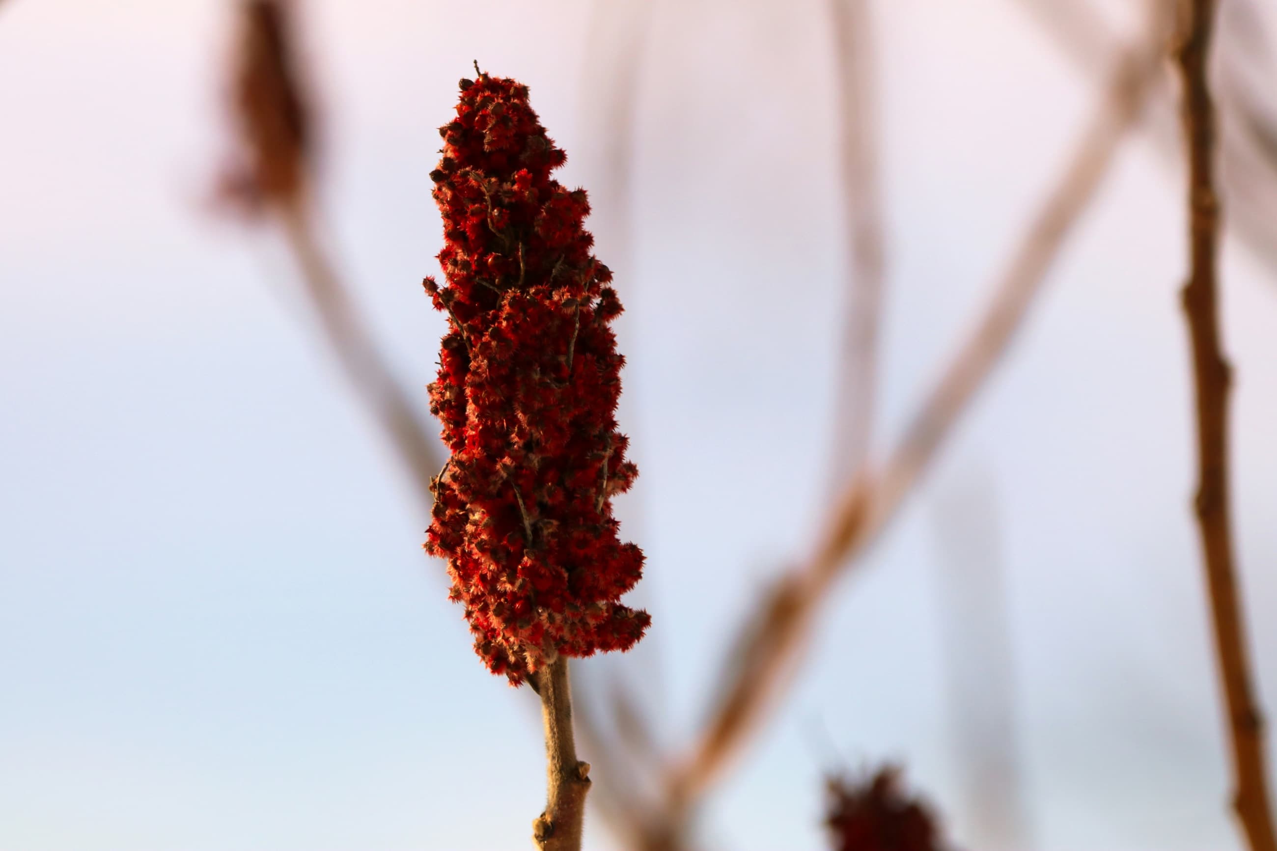 Sumac: Tajná ingredience | BARLIFE